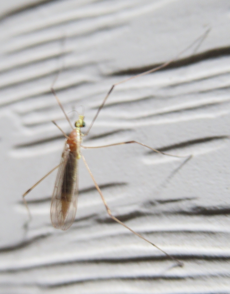 Typical Crane Flies from 5365 CR 326, Lexington, Lee Co, TX, USA on ...