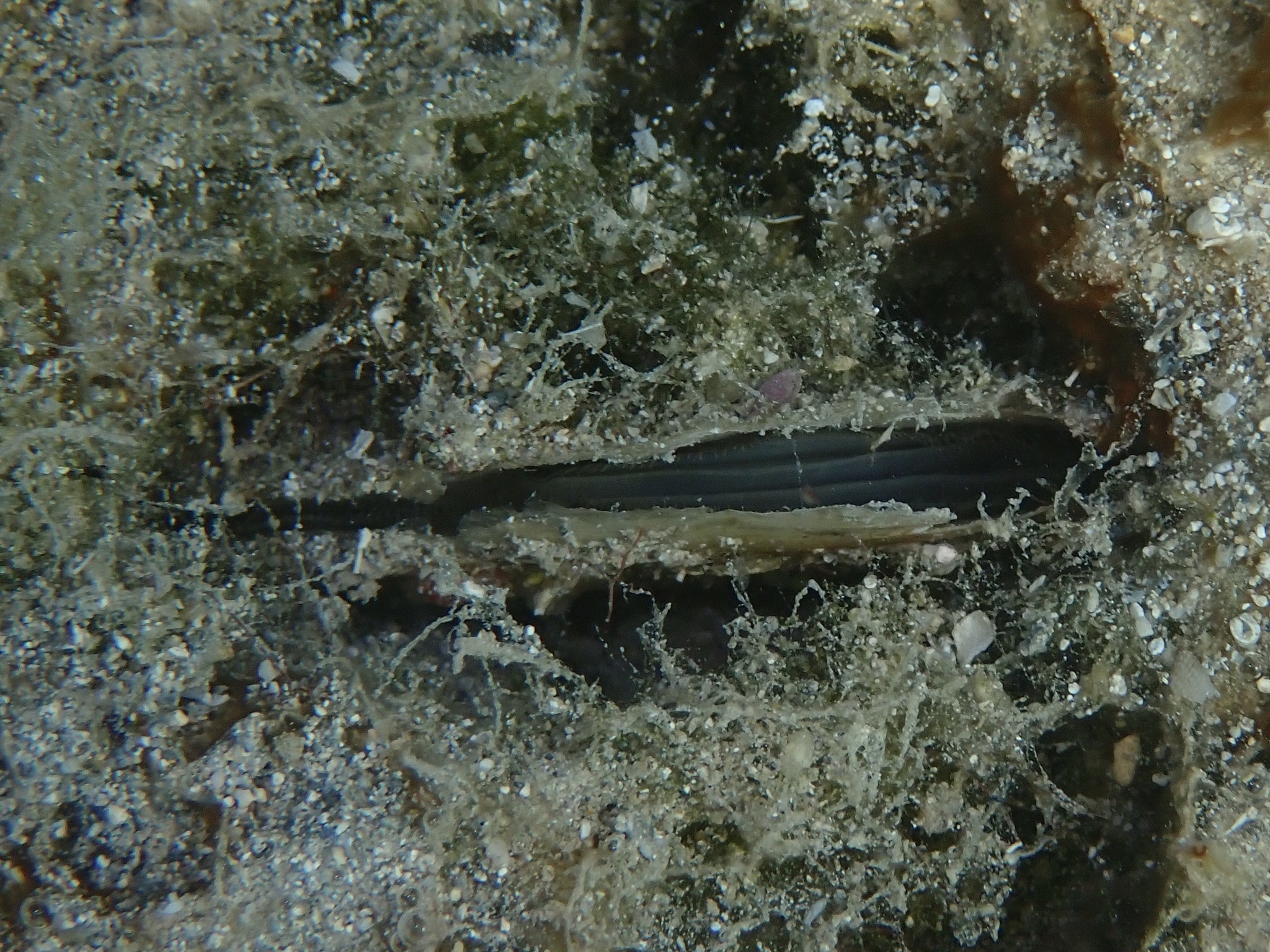 Pinna carnea Gmelin, 1791