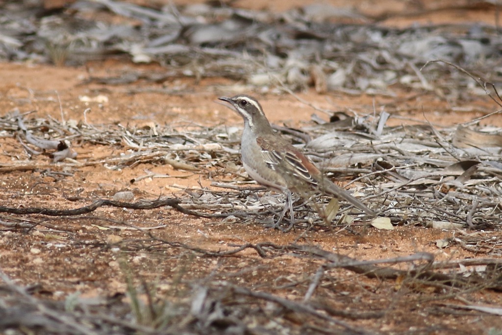 Copperback Quail-thrush from Moseley SA 5641, Australia on June 30 ...
