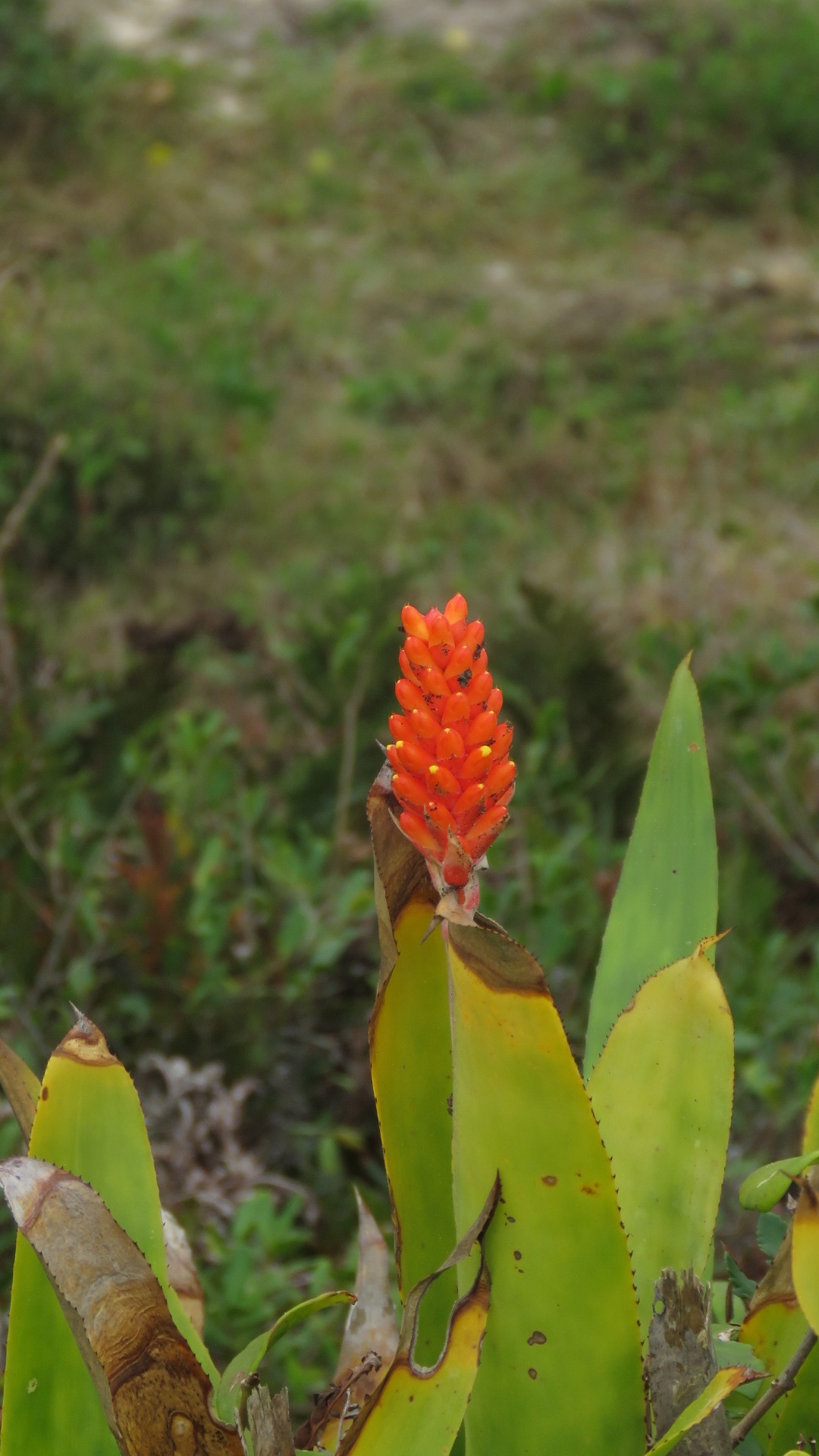 Aechmea comata (Beer) Baker