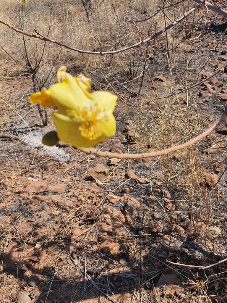 Yellow Kapok from Wyndham-East Kimberley, AU-WA, AU on July 20, 2022 at ...