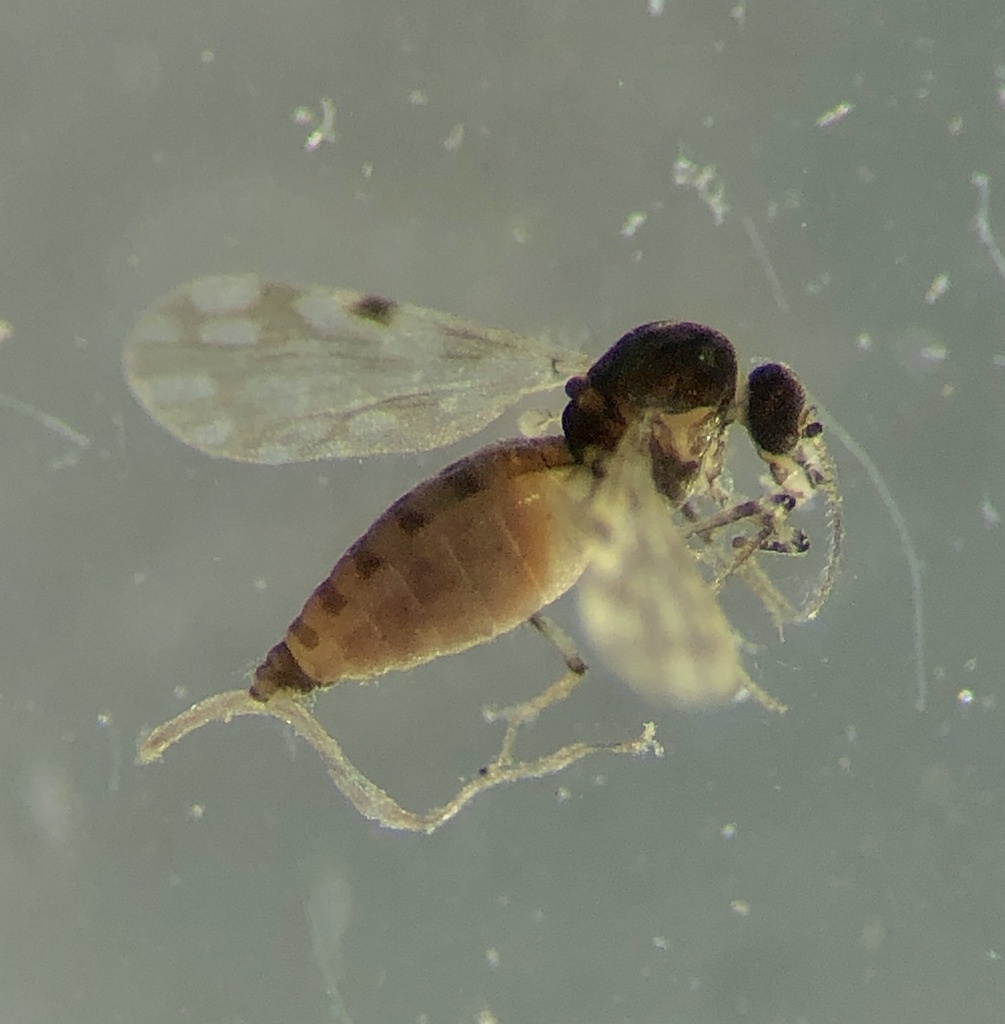 Culicoides marksi from Wilkie Creek, MacAlister, QLD, AU on July 19 ...