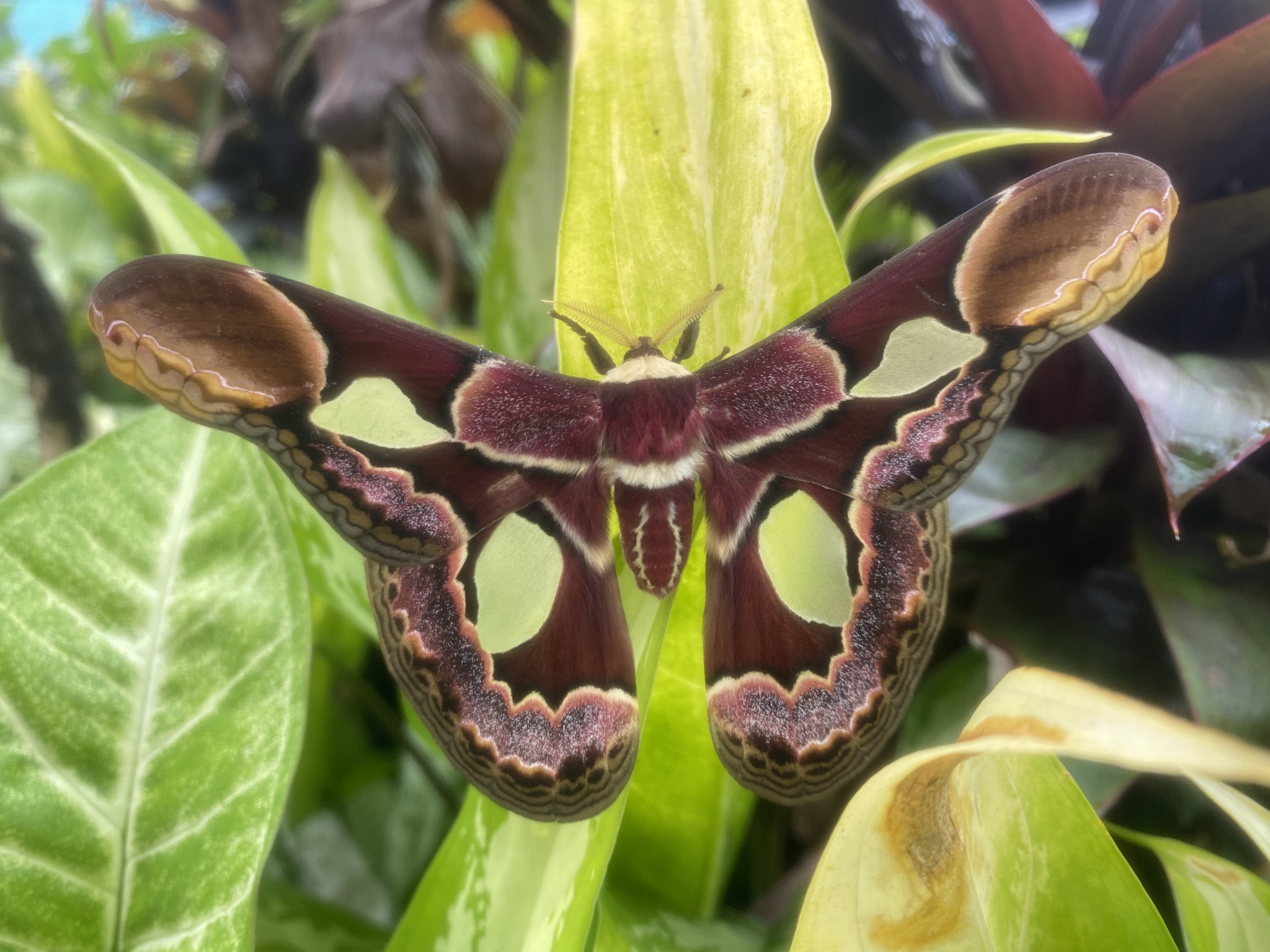 Rothschildia erycina Shaw