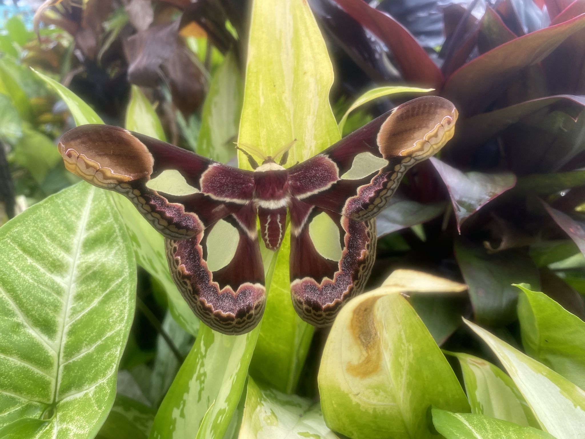 Rothschildia erycina Shaw