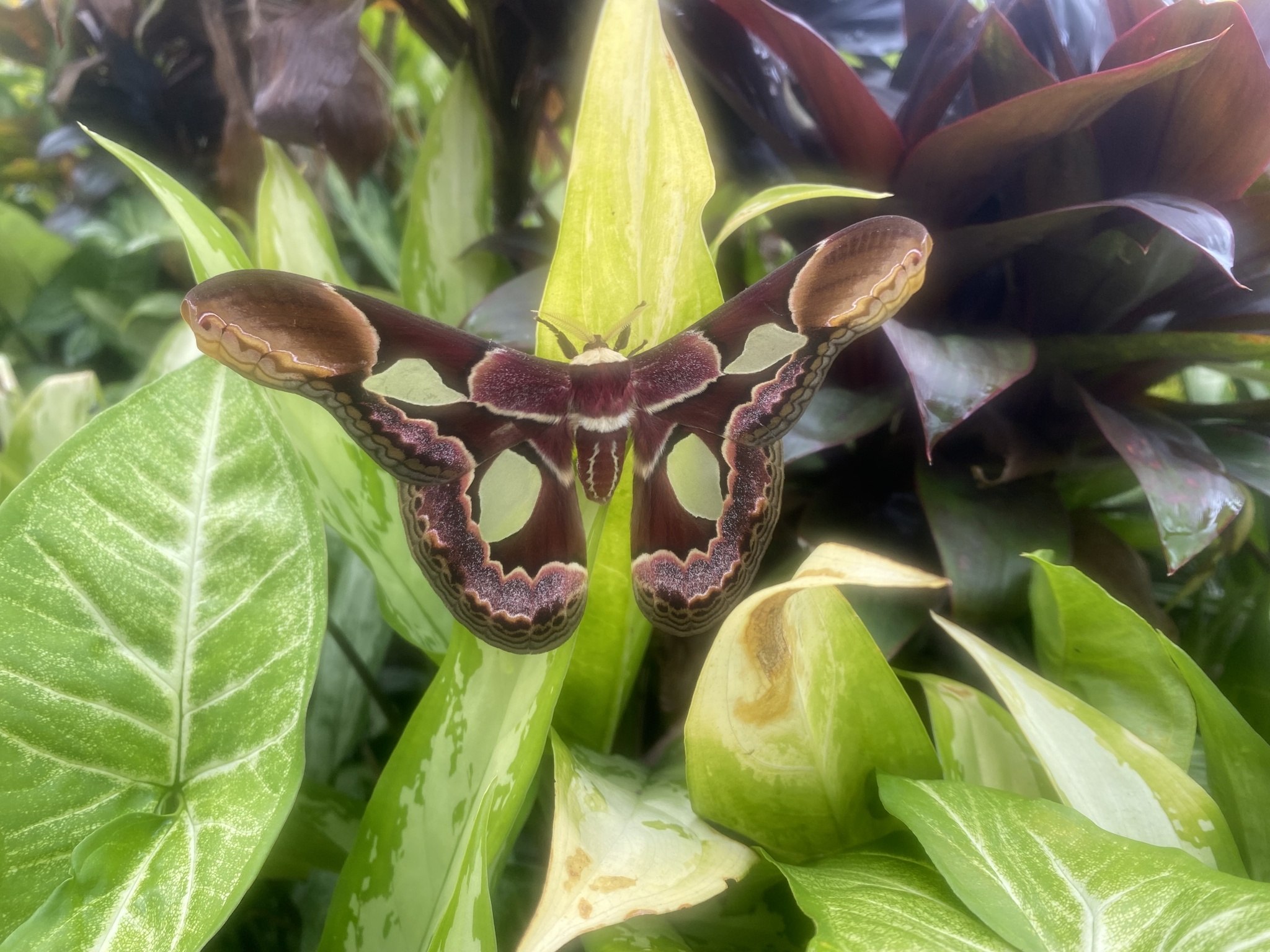 Rothschildia erycina Shaw