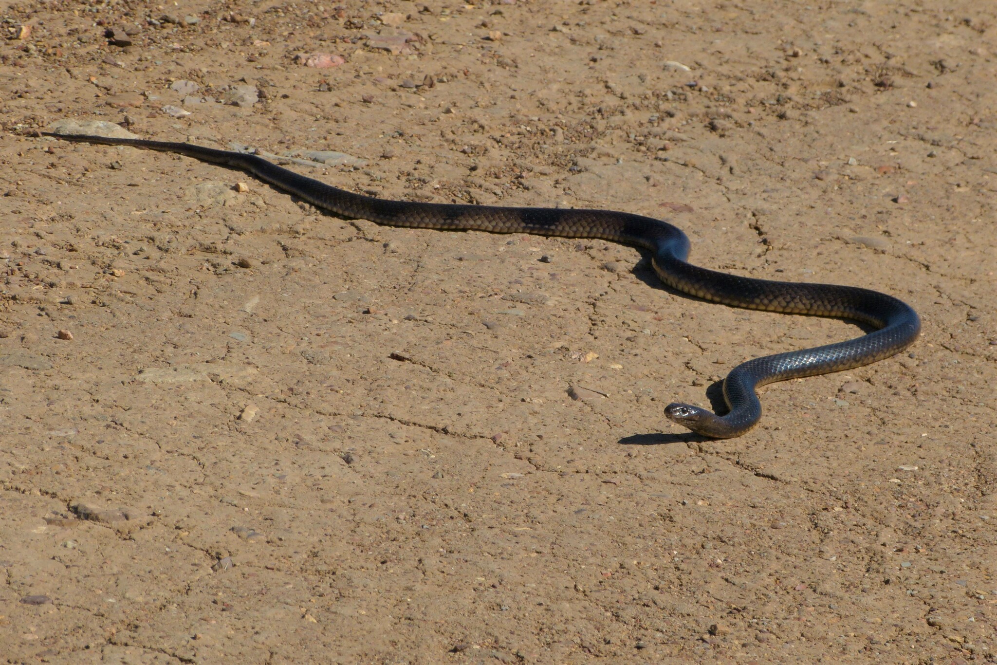 Pseudonaja nuchalis Günther, 1858
