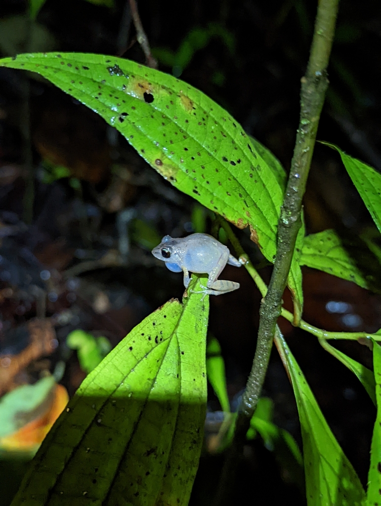 Lesser Antilles Robber Frog from Tobago, TT on July 27, 2022 at 08:39 ...