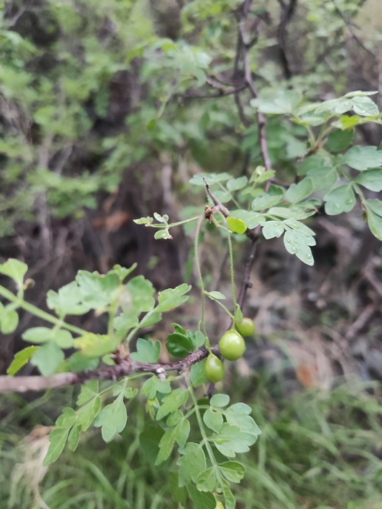 Bursera laxiflora from Hermosillo, MX-SO, MX on July 27, 2022 at 06:54 ...