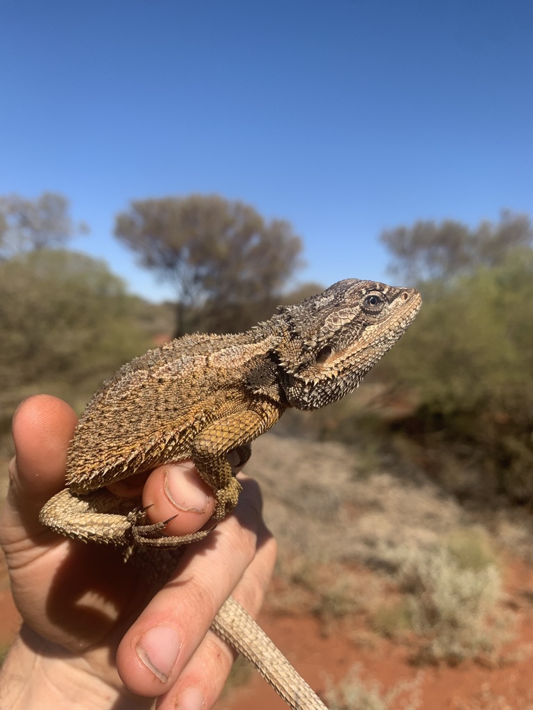 Dwarf Bearded Dragon in July 2022 by Jules Farquhar · iNaturalist