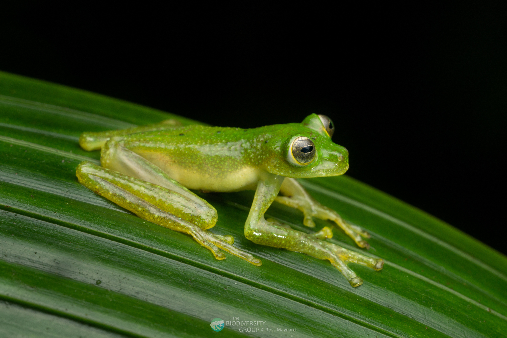 Cochranella megista (Rivero, 1985)
