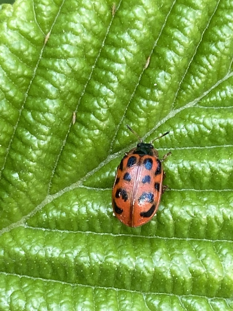 Maine Leaf Beetle from Linn County, OR, USA on July 2, 2022 at 03:55 PM ...