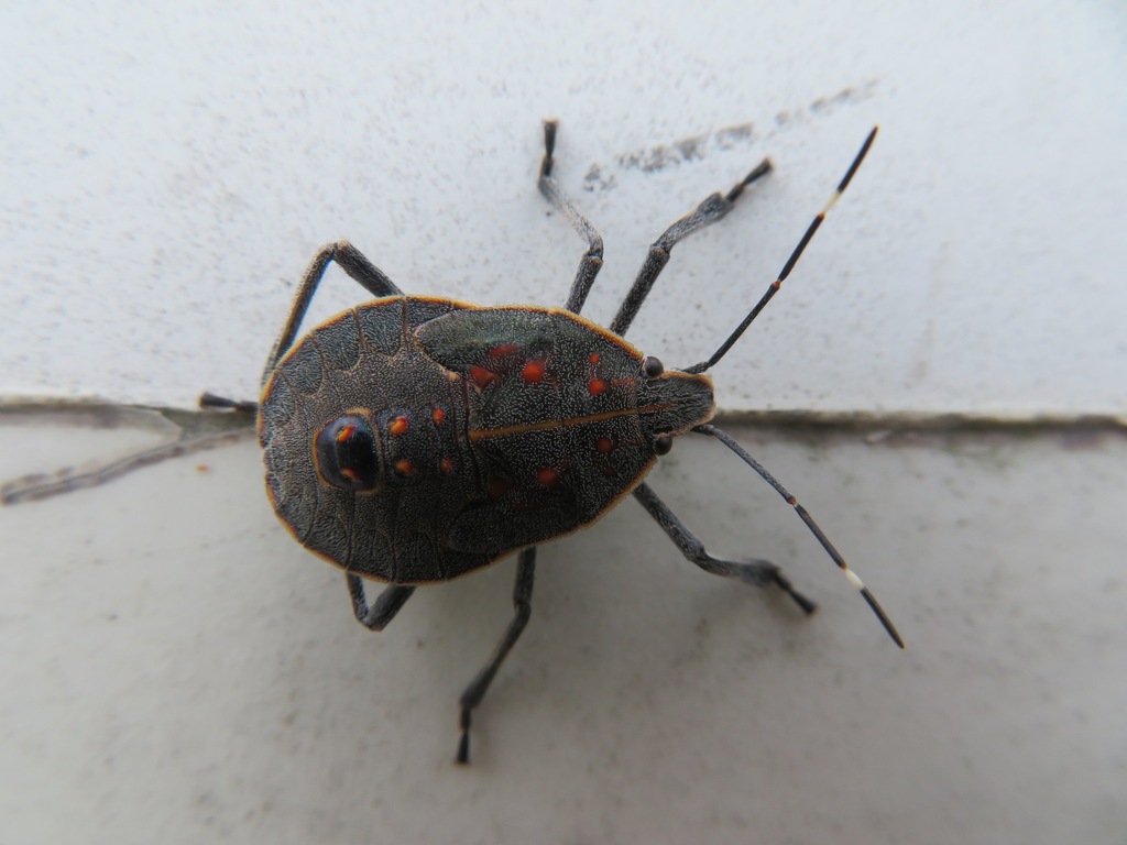 Yellow-spotted Stink Bug from Adachi, Adachi City, Tokyo 120-0015 ...