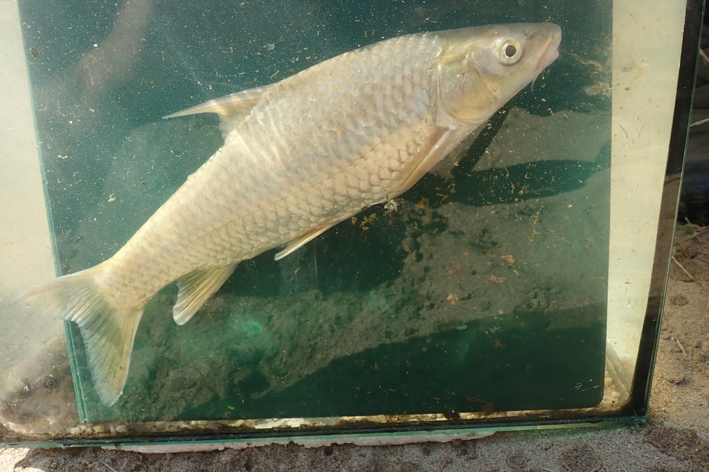 Yellowfishes (Labeobarbus) - Marine Life Identification
