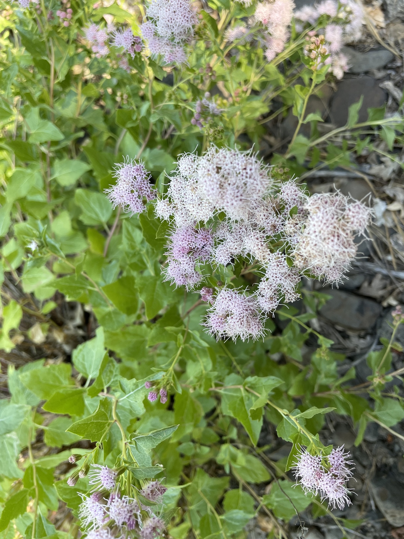 Ageratina occidentalis (Hook.) R.King & H.Rob.
