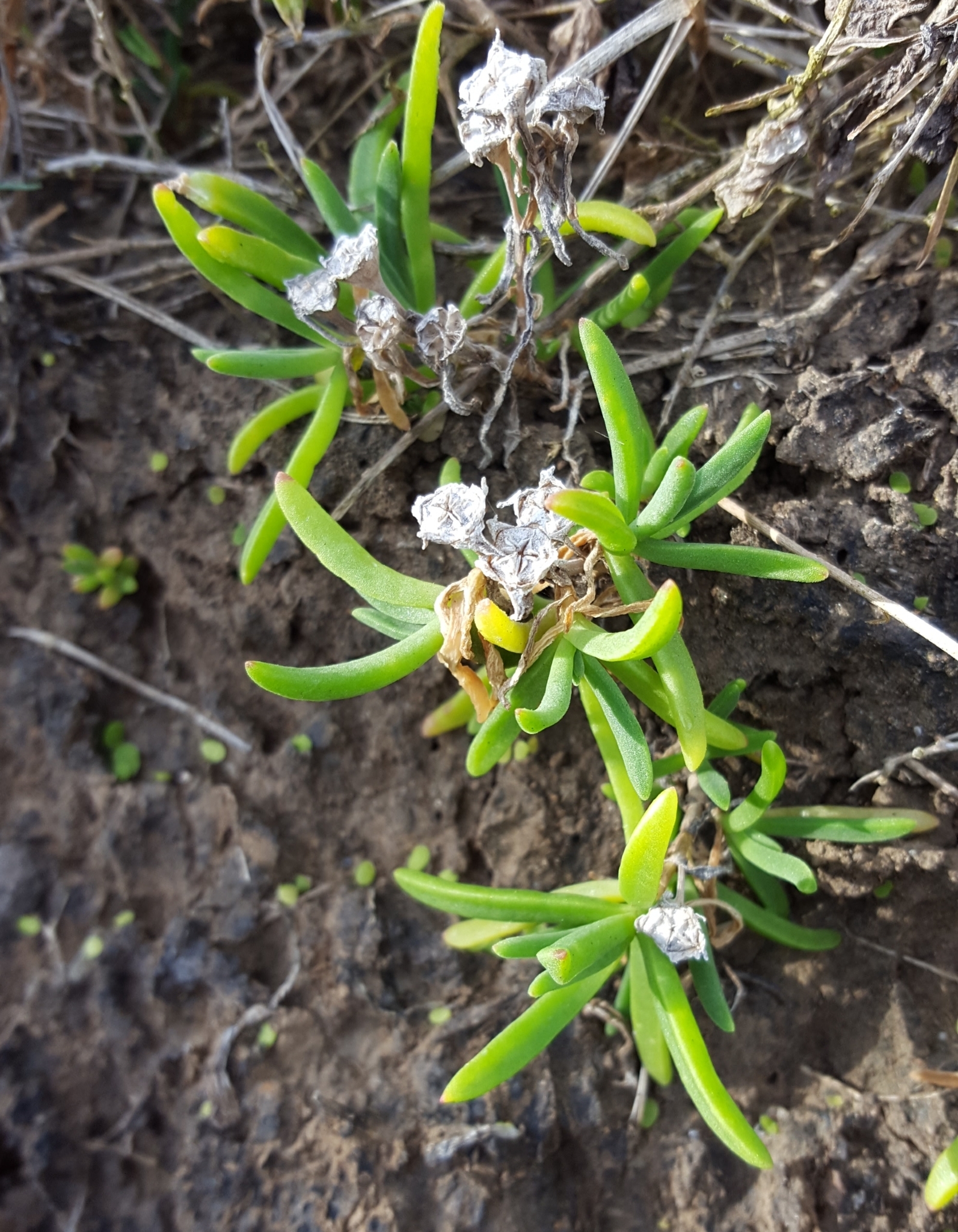 Delosperma napiforme (N.E.Br.) Schwantes