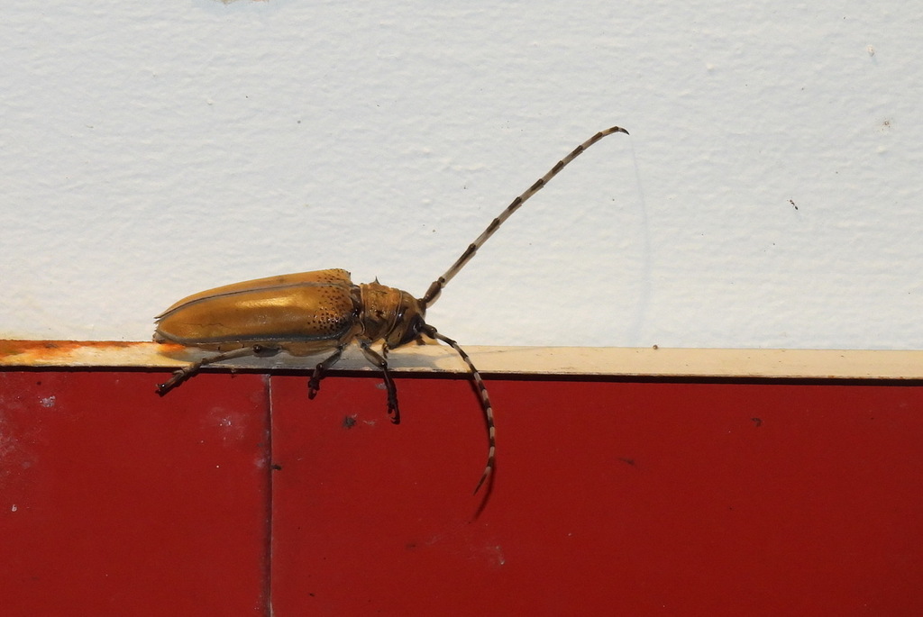 Apriona rugicollis from Taitung, Taiwan, Taiwan on July 23, 2022 at 10: ...