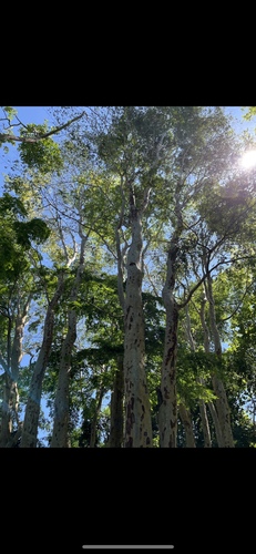 Pericopsis elata · iNaturalist