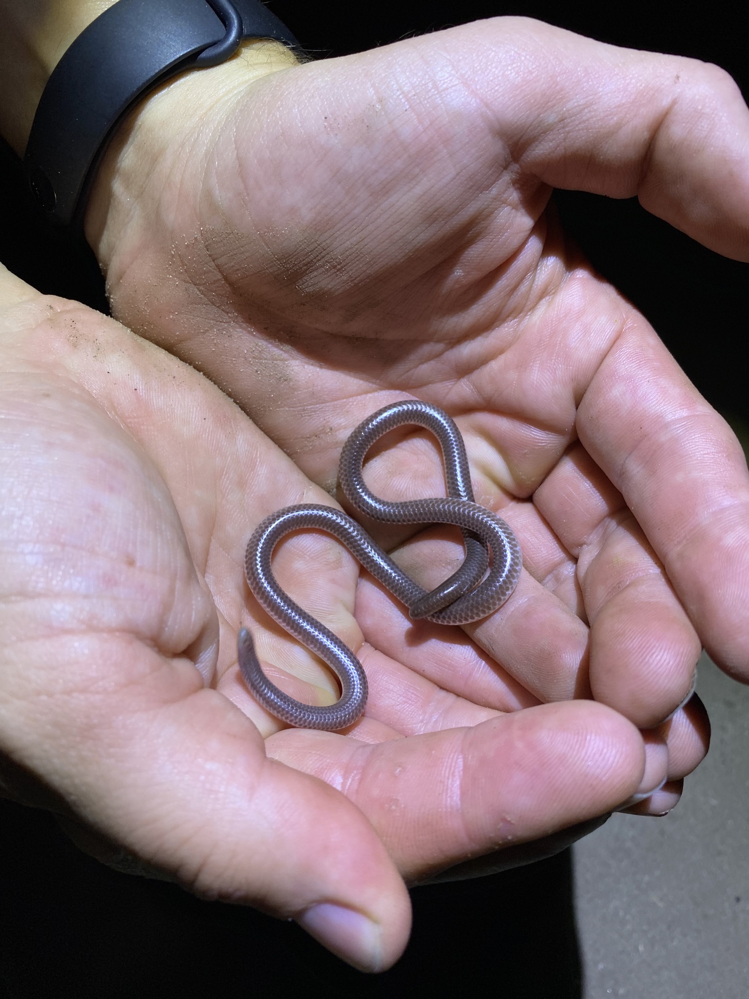 Rena humilis humilis