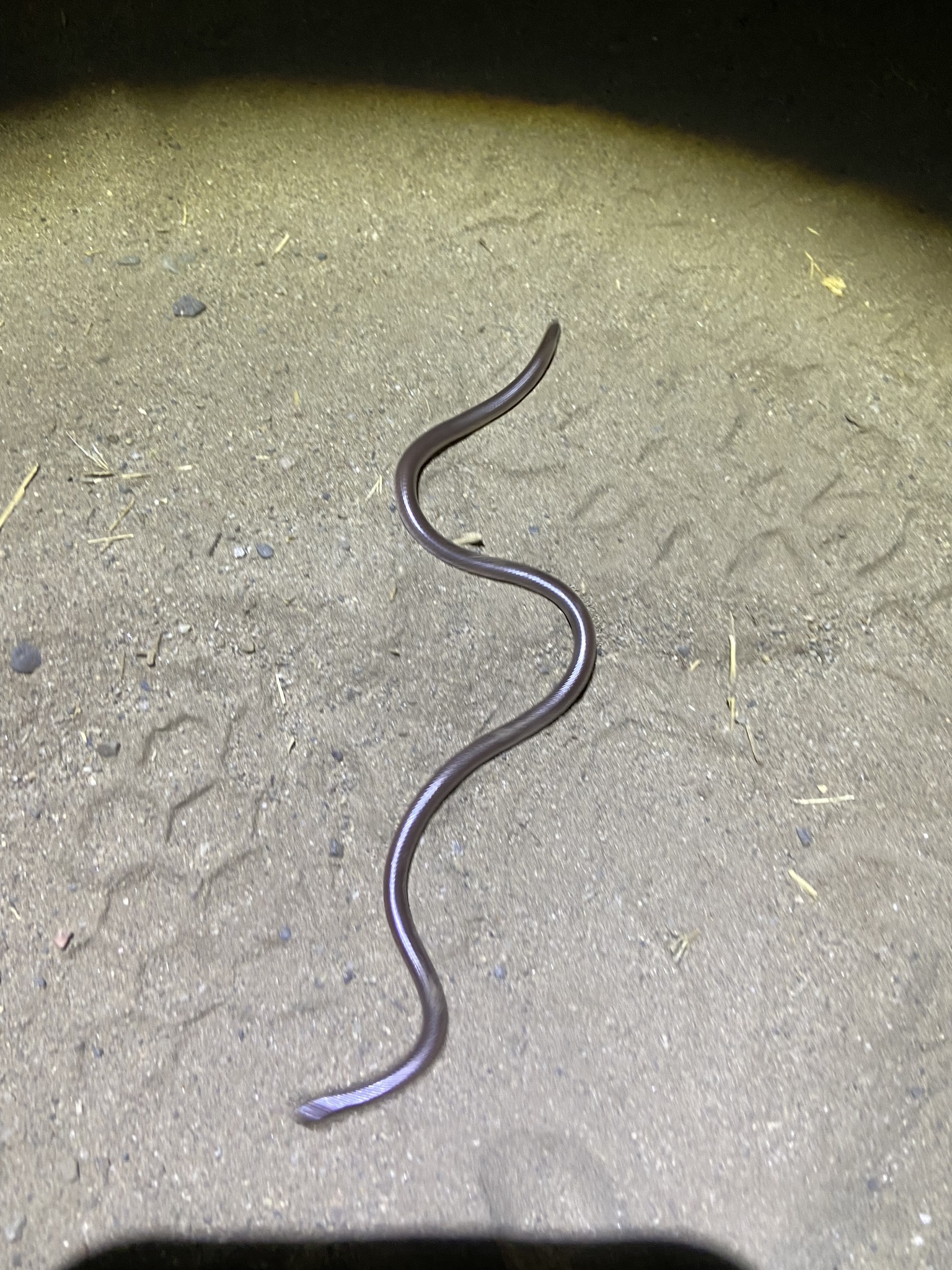 Rena humilis humilis