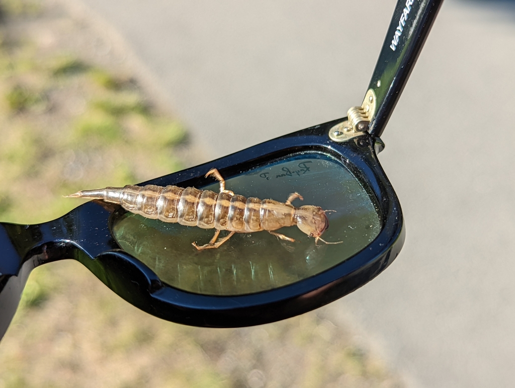 Dytiscus from North Star, Anchorage, AK 99503, USA on July 27, 2022 at ...