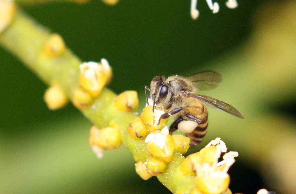 Asian Honey Bee from Cairns QLD, Australia on February 02, 2022 at 02: ...