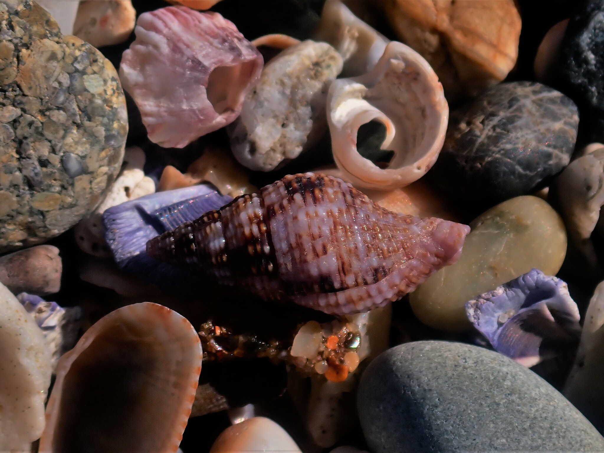 Prodotia iostoma (Gray, 1833)