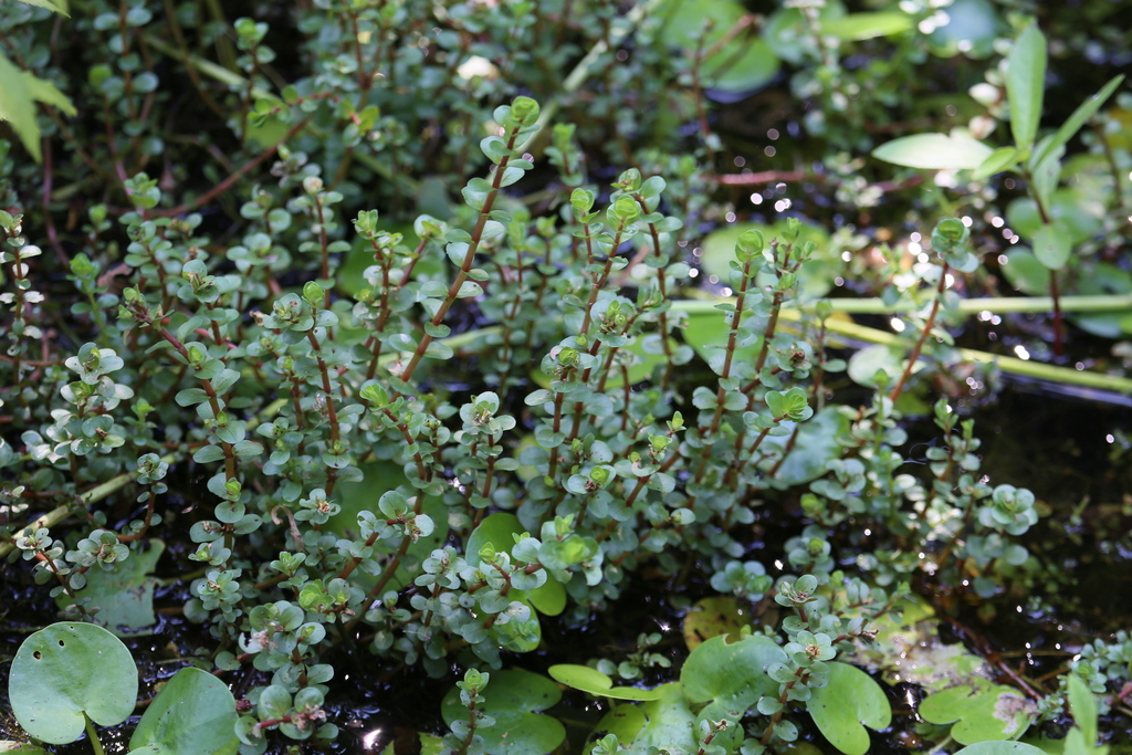 roundleaf toothcup from 台灣新北市板橋區新北 on July 28, 2022 at 08:51 AM by 胡正恆 ...