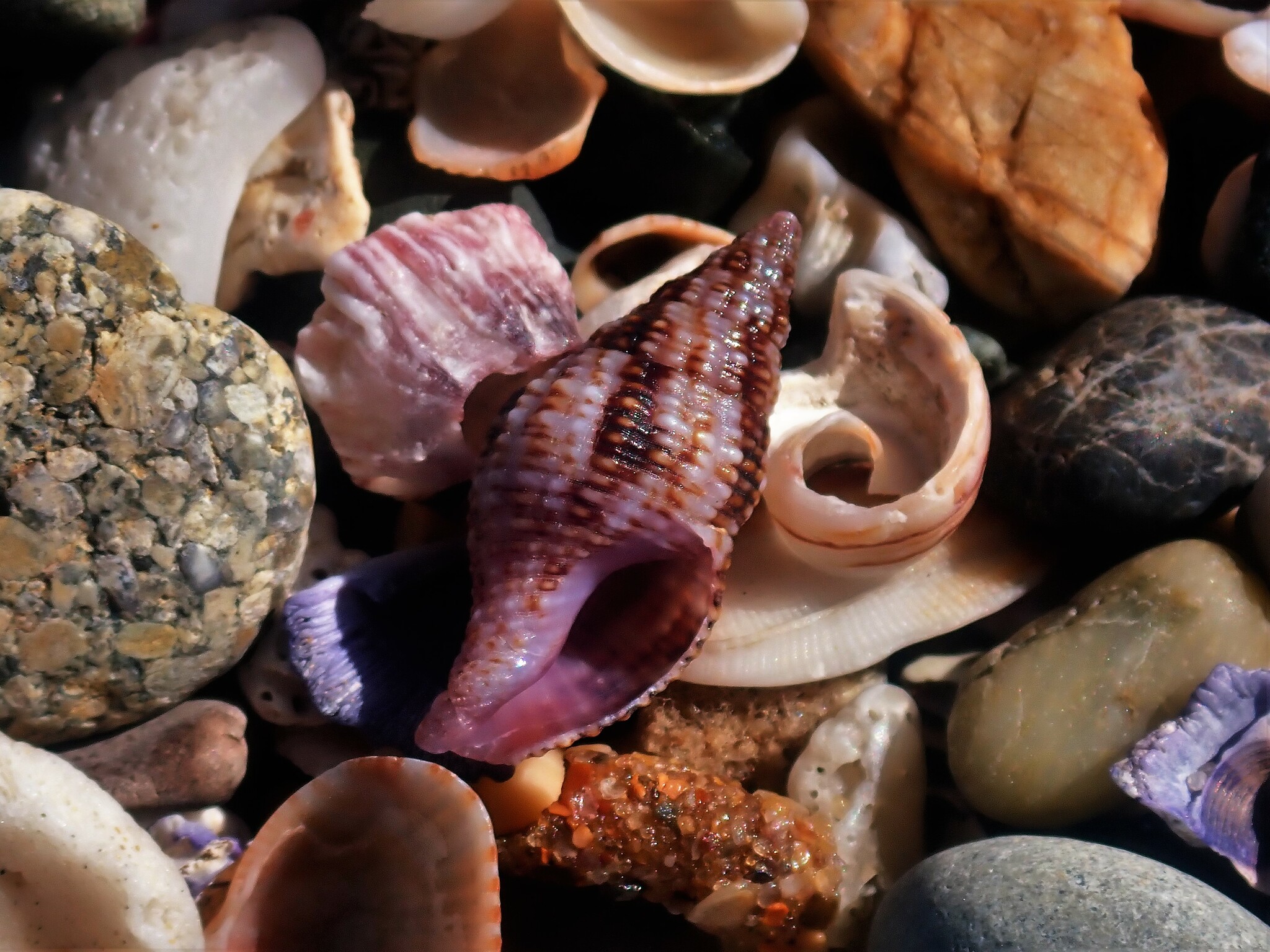 Prodotia iostoma (Gray, 1833)