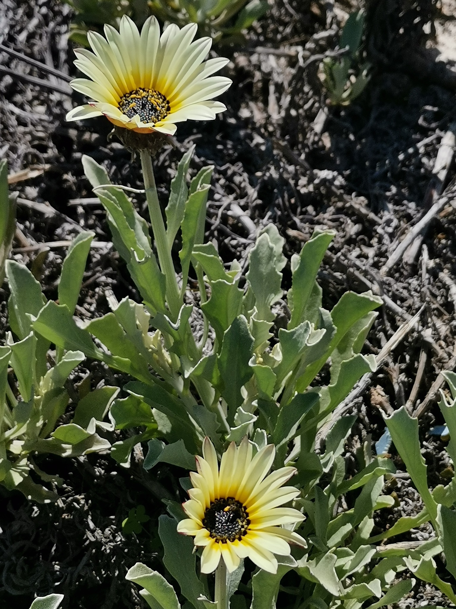 Arctotis stoechadifolia P.J.Bergius