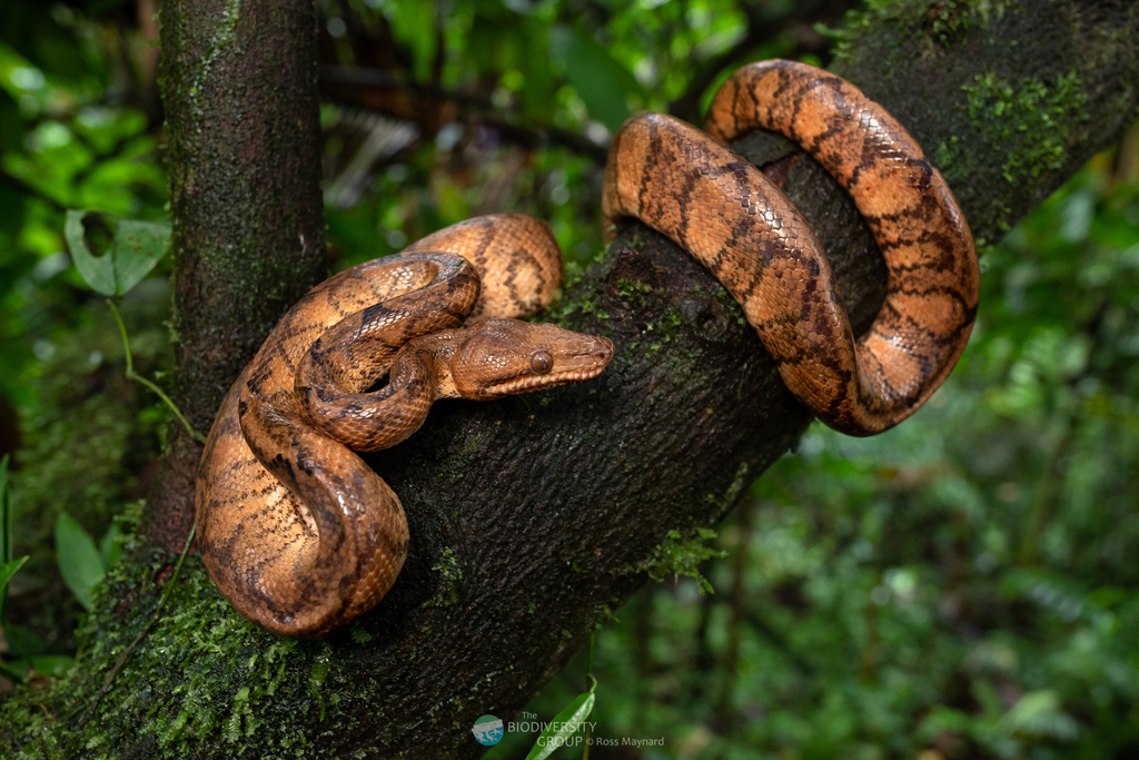 Ecuadorian Annulated Tree Boa in August 2021 by Ross Maynard · iNaturalist
