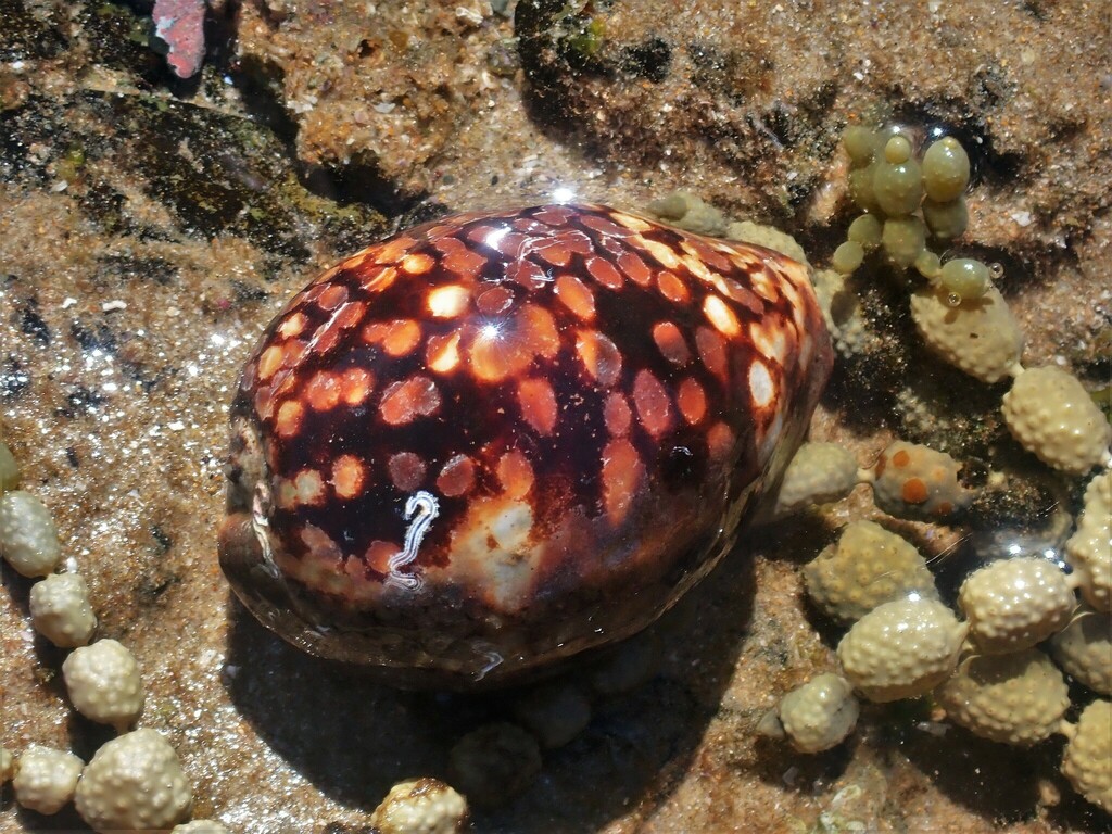 Humpback Cowry from Woolgoolga NSW 2456, Australia on July 28, 2022 at ...
