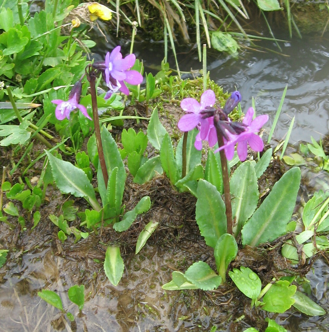 Primula nivalis Pall.