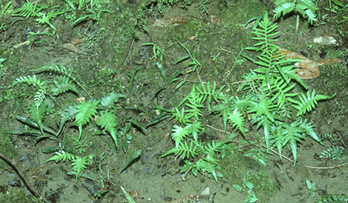 Pronephrium hosei · iNaturalist Mexico