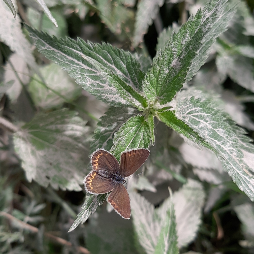 Northern Blue from Аять, Свердловская обл., Россия, 624180 on July 27 ...