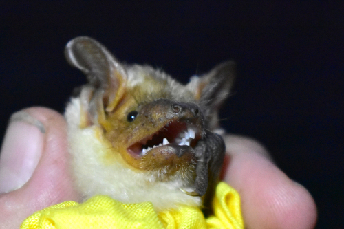 Eptesicus ognevi · iNaturalist