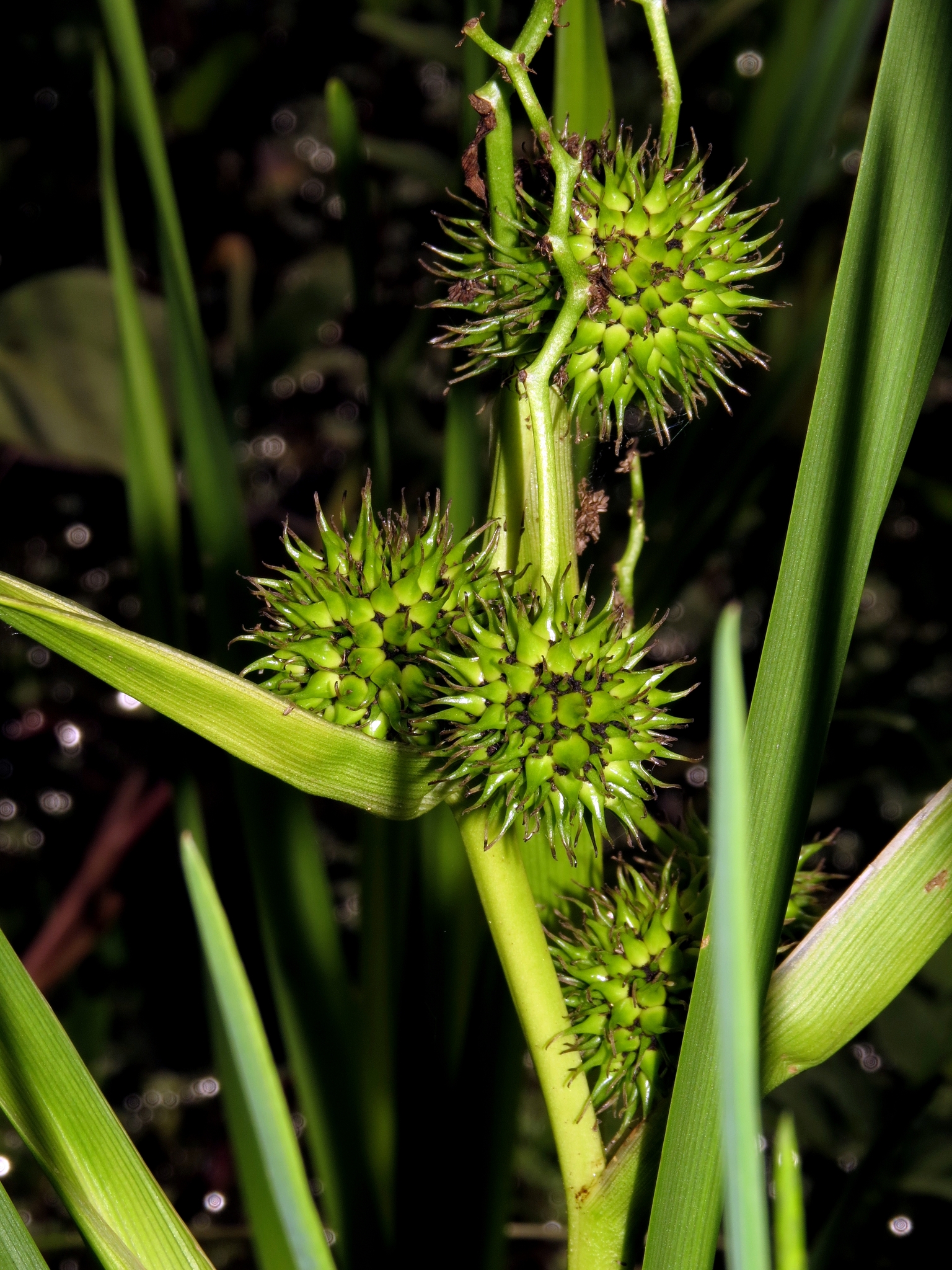 Sparganium erectum subsp. microcarpum (Neuman) Domin