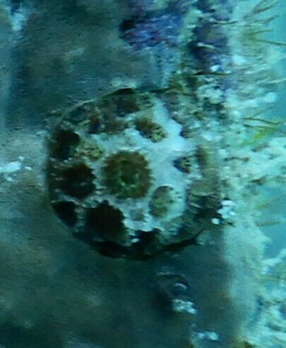 Stylaraea punctata from LindaBahari Zanzibar on July 27, 2022 at 12:23 ...