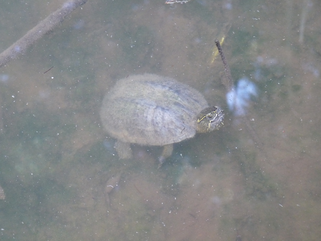 Eastern Musk Turtle from Hermann Park, Houston, TX, USA on July 21 ...