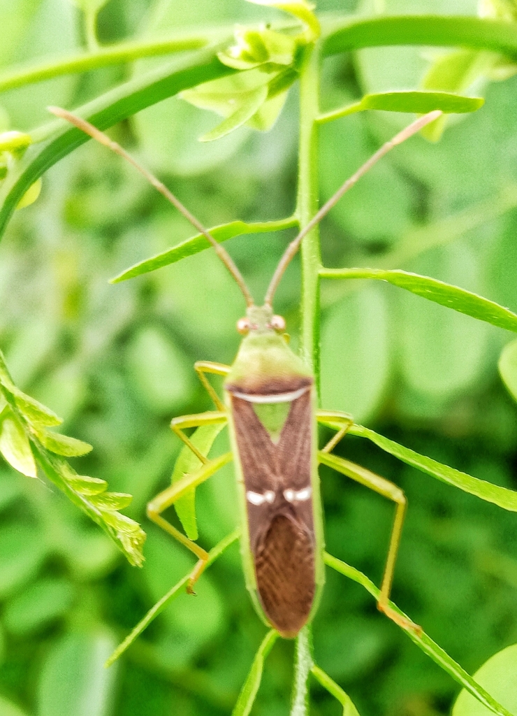 Homoeocerus macula from Kerala University of Health Sciences, KUHS ...