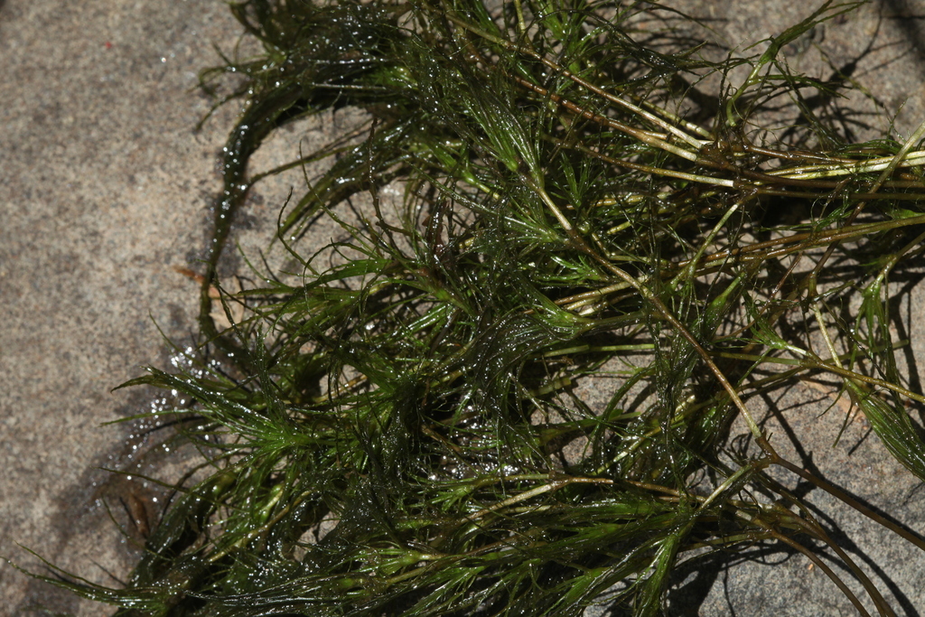 naiads (Najas) - Botanical Realm