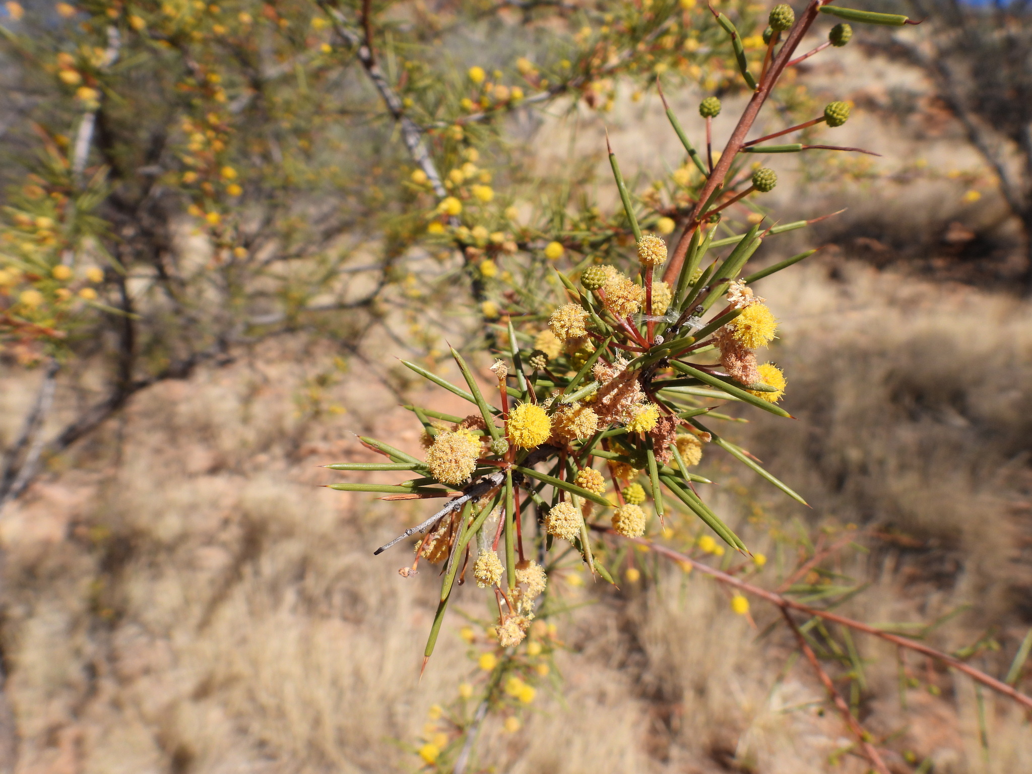 Acacia tetragonophylla F.Muell.