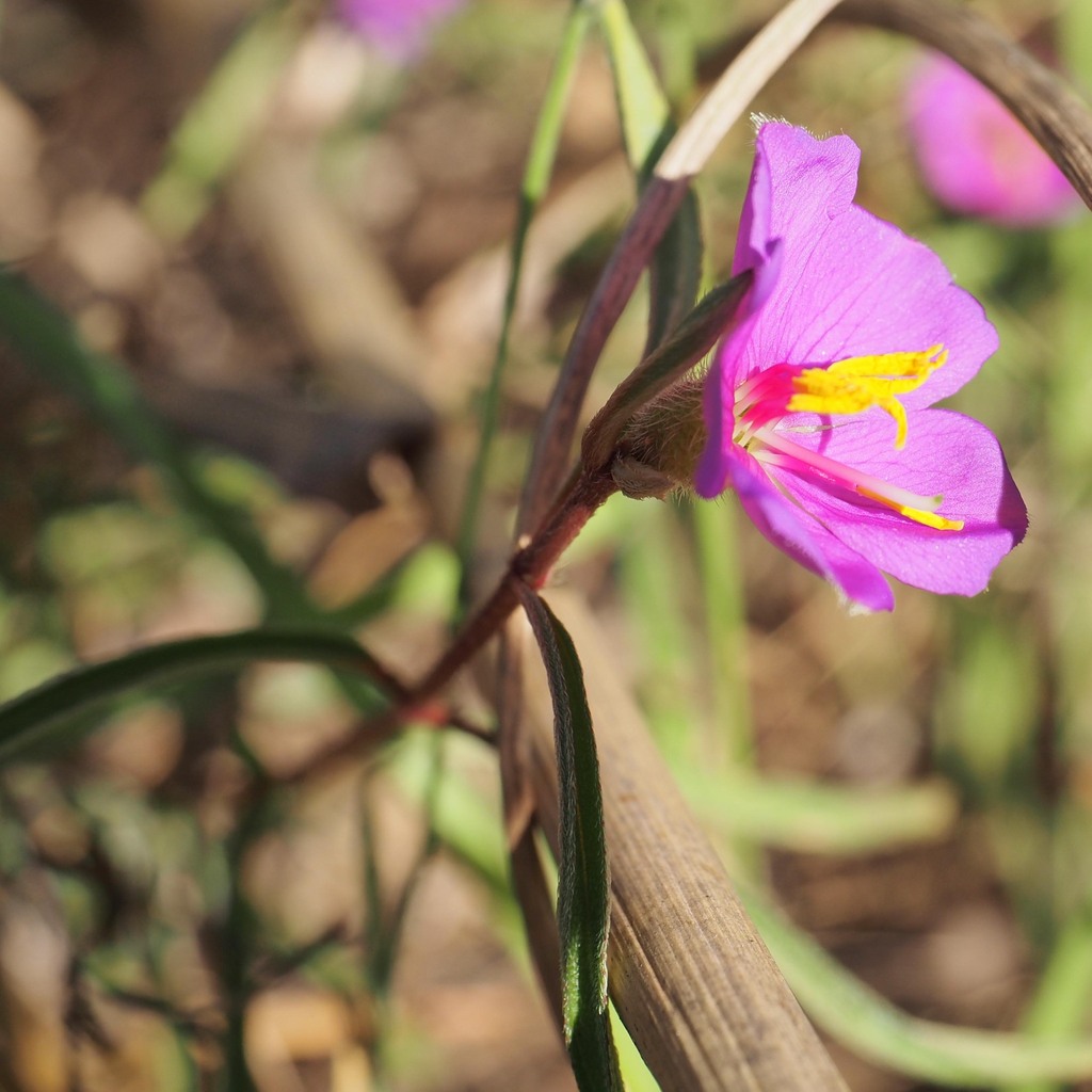 dicots from Litchfield Park NT 0822, Australia on June 21, 2018 at 09: ...
