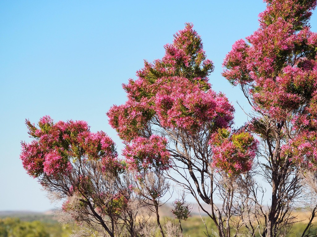 Turkey Bush from Keep River, Victoria, Northern Territory, Australia on ...