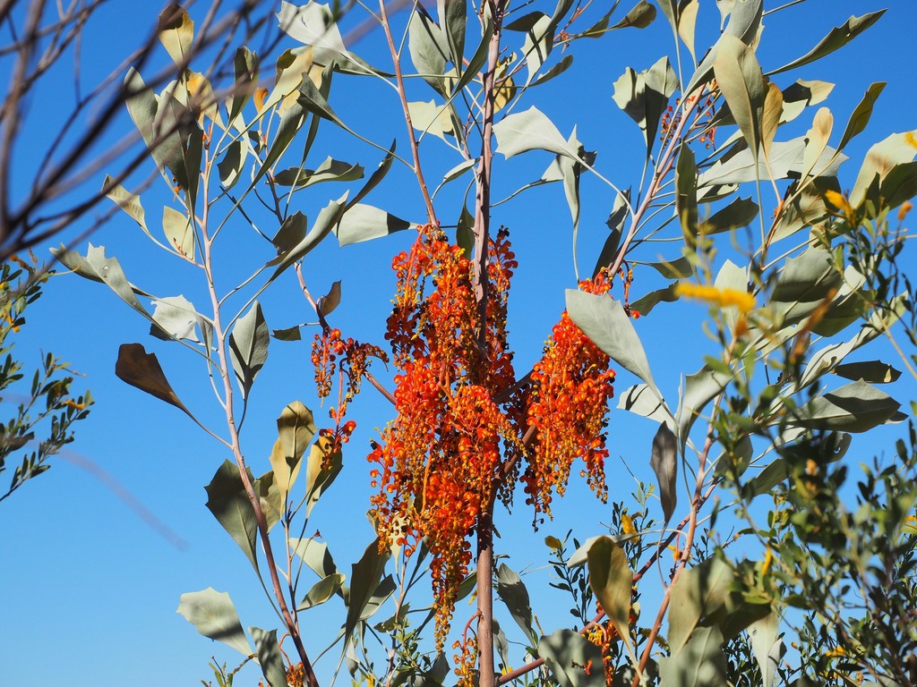 Wickham's Grevillea from Keep River, Victoria, Northern Territory ...