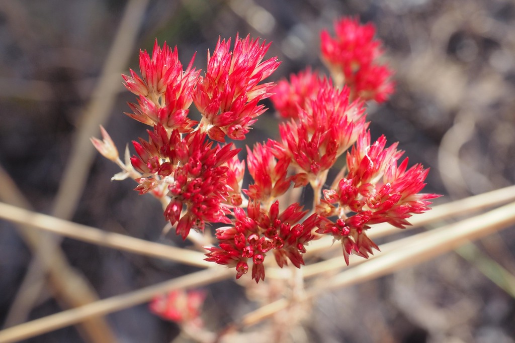 Polycarpaea longiflora from Keep River, Victoria, Northern Territory ...