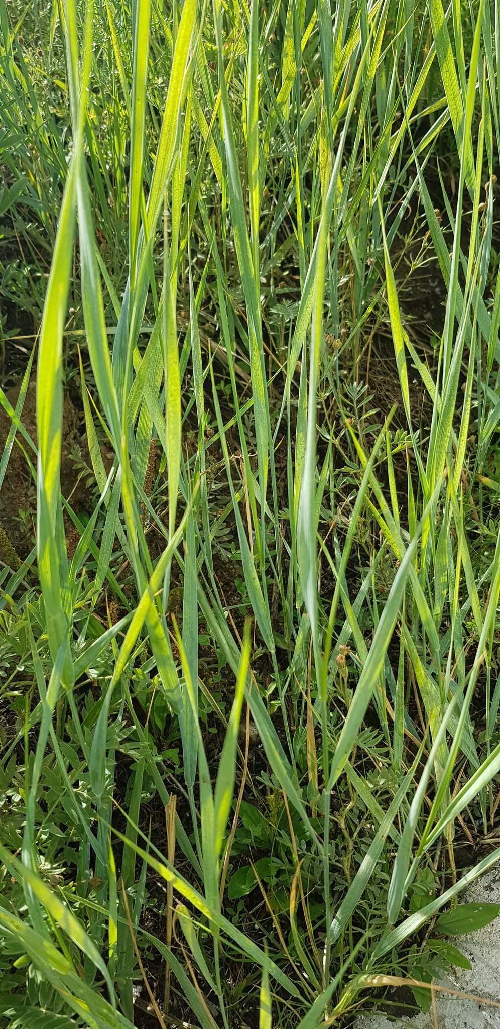 Leymus chinensis (Trin.) Tzvelev