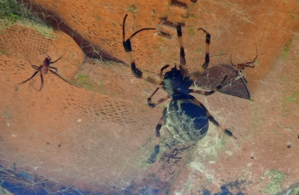 Asian Hermit Spider from Kerala 670301, India on July 28, 2022 at 02:11 ...