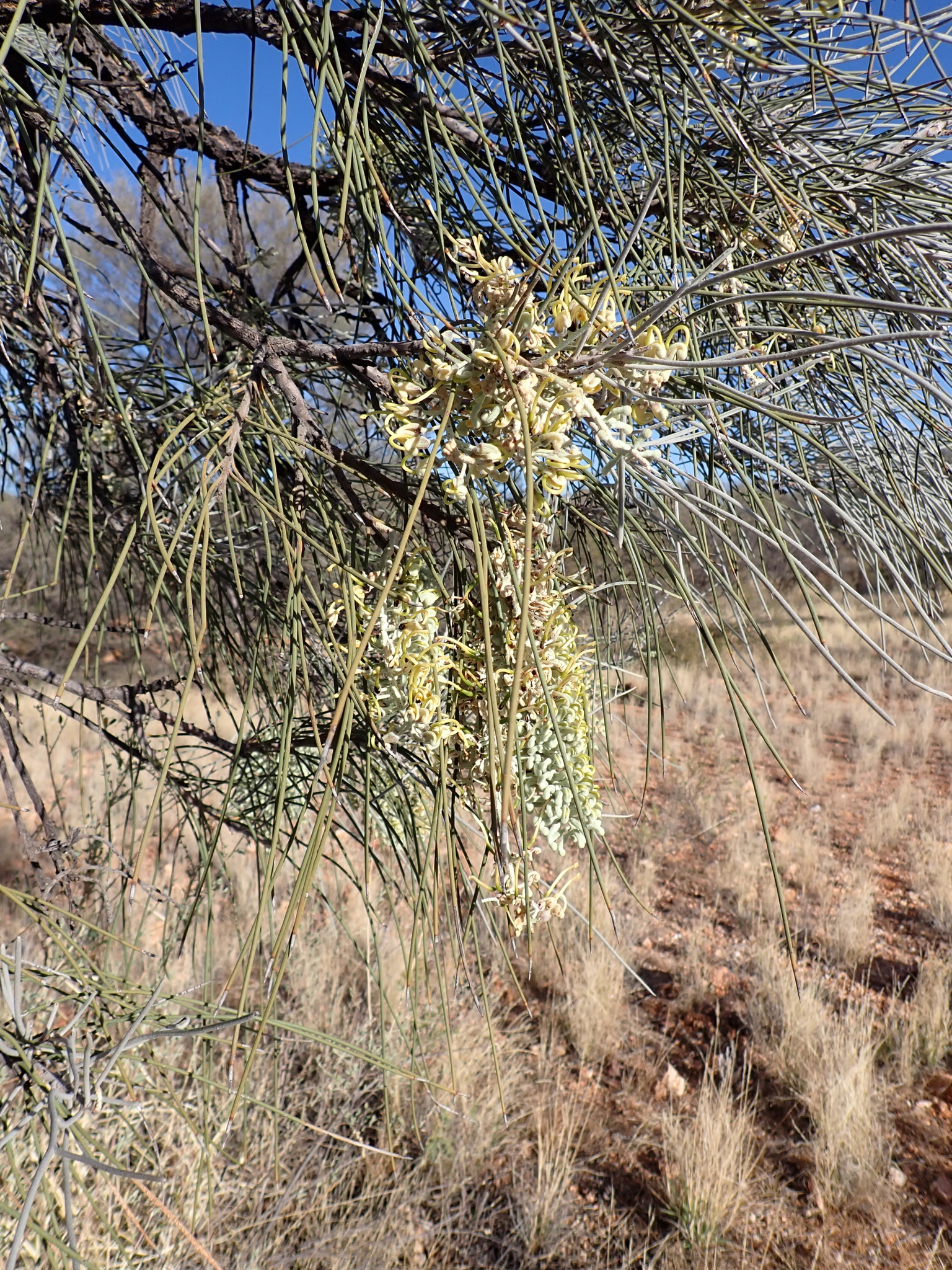 Hakea lorea (R.Br.) R.Br.