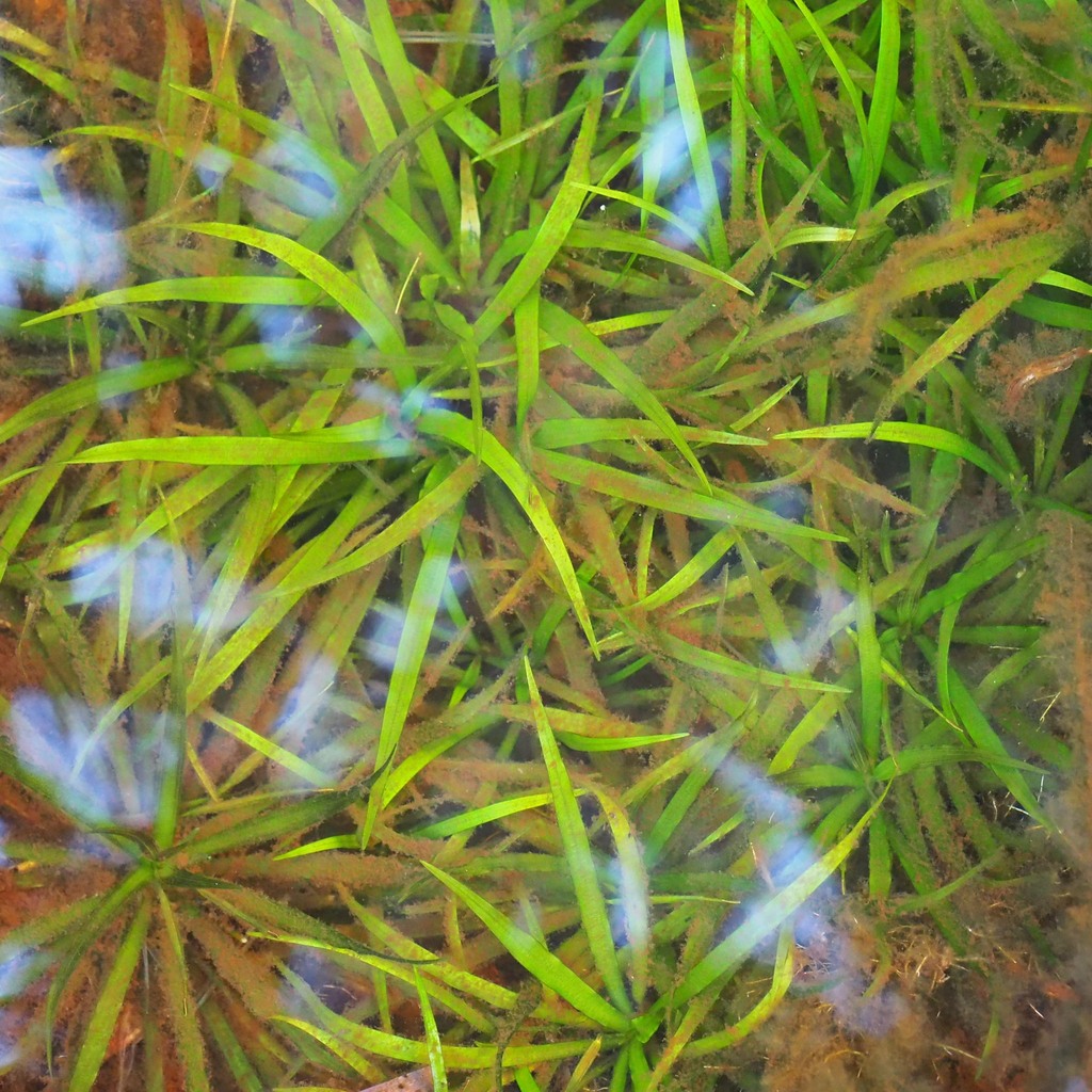 Blyxa from Durack WA 6743, Australia on June 28, 2018 at 03:37 PM by ...