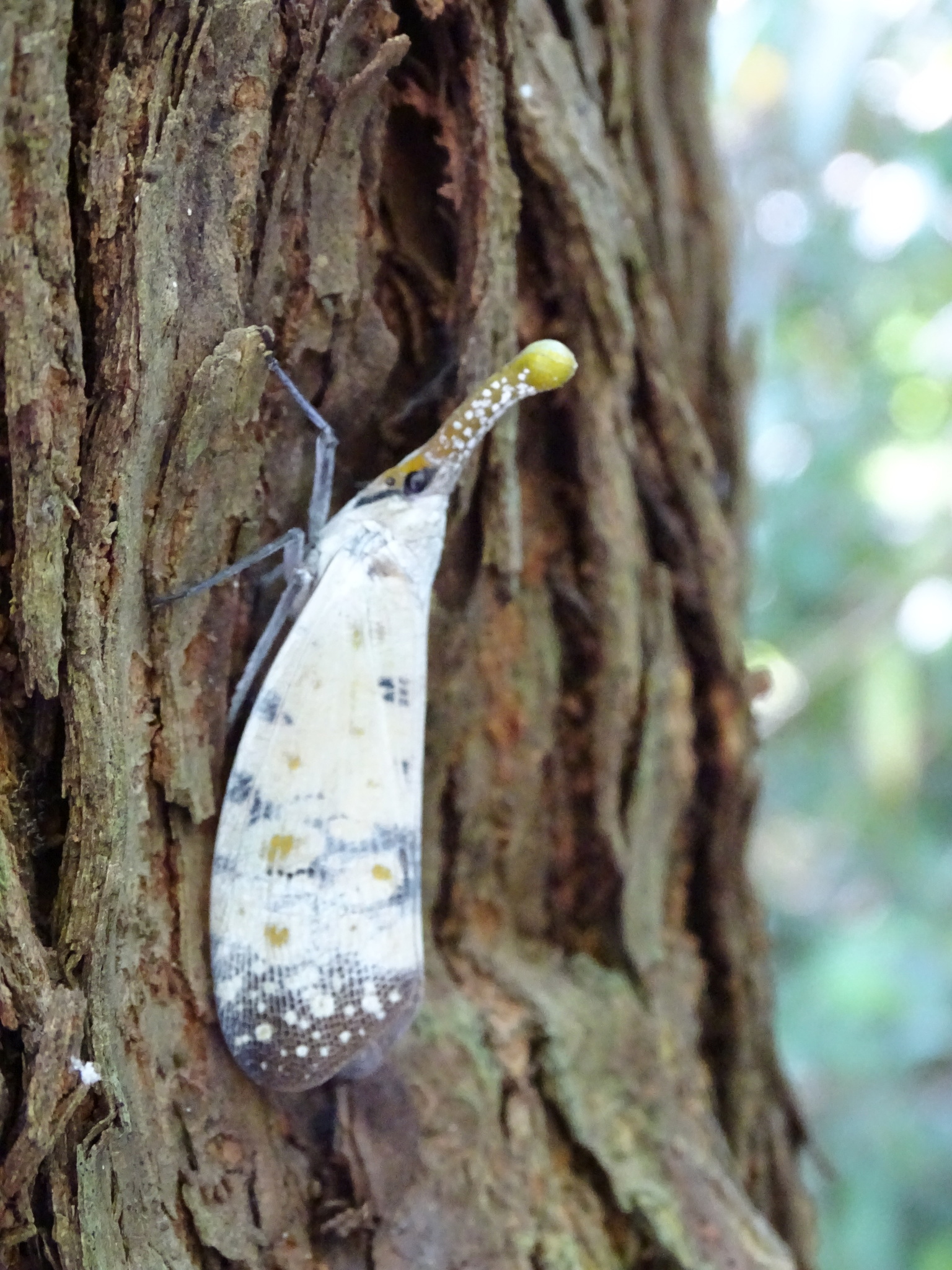 Pyrops watanabei (Matsumura, 1913)